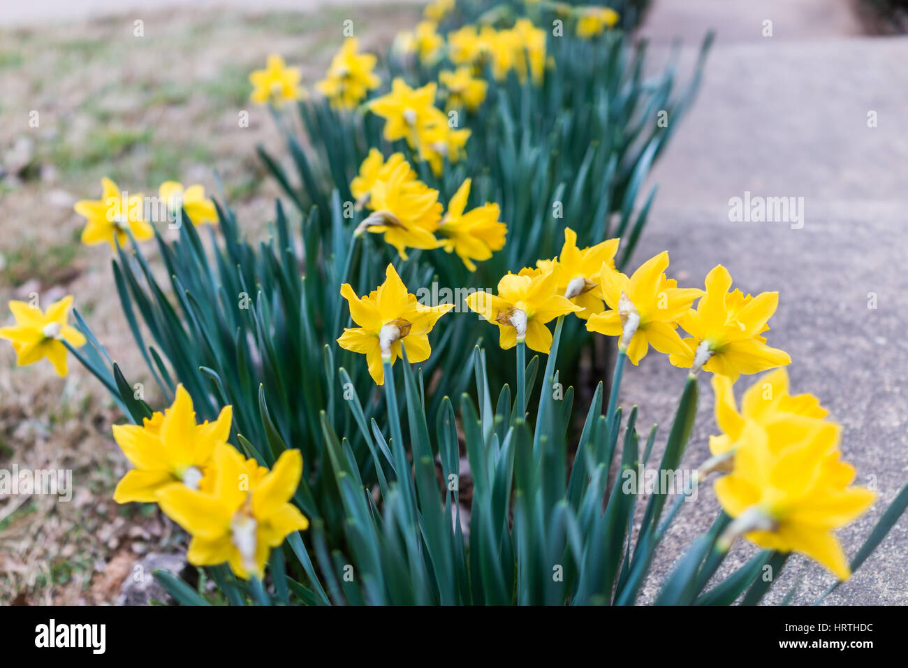 Daffodils from behind hi-res stock photography and images - Alamy