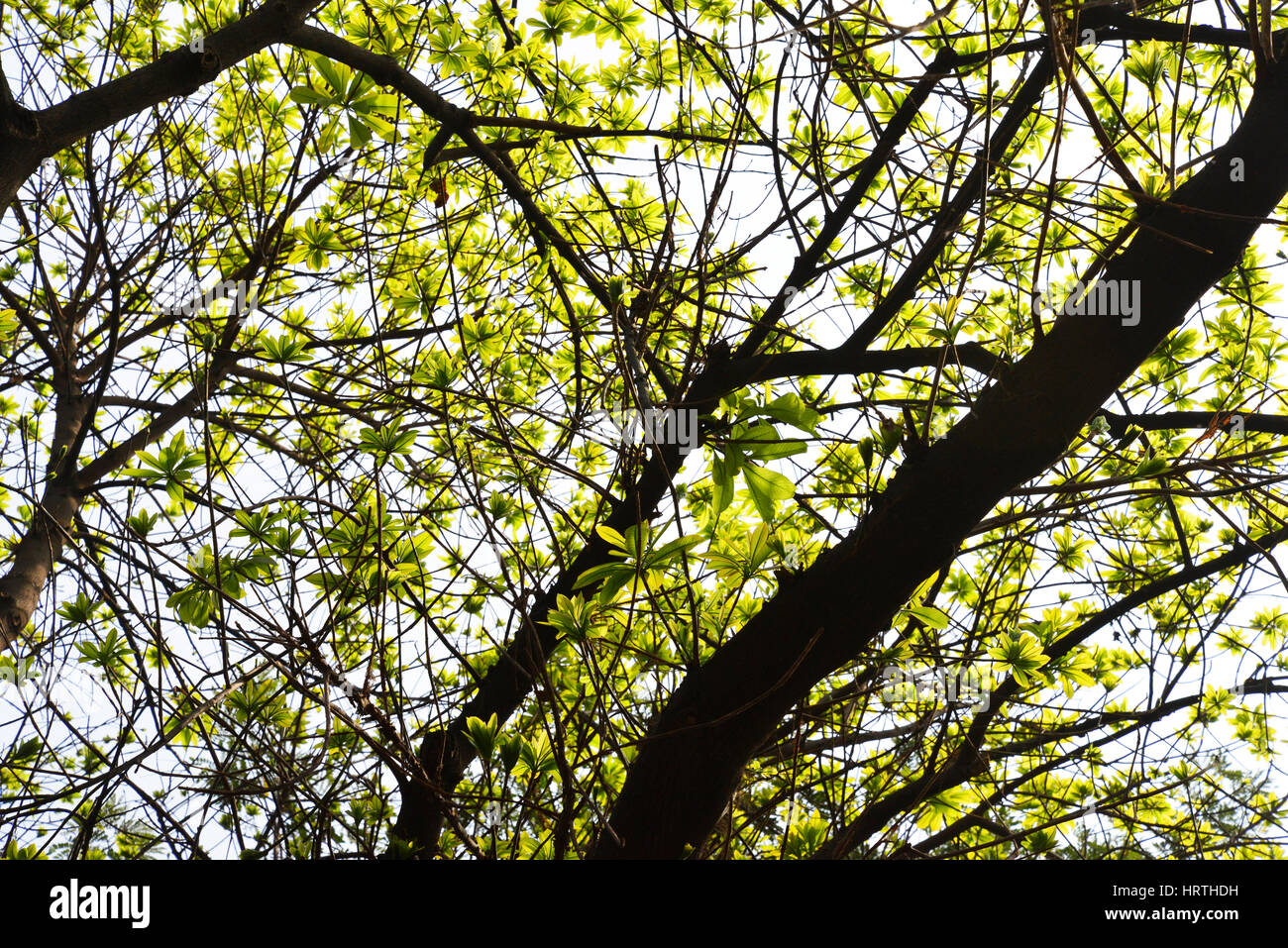 New leaf grown hi-res stock photography and images - Alamy