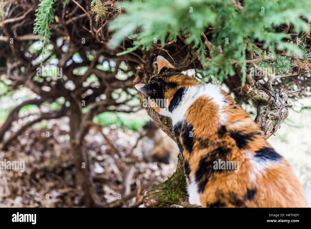 Closeup of calico cat climbing bush and sniffing branches Stock Photo ...