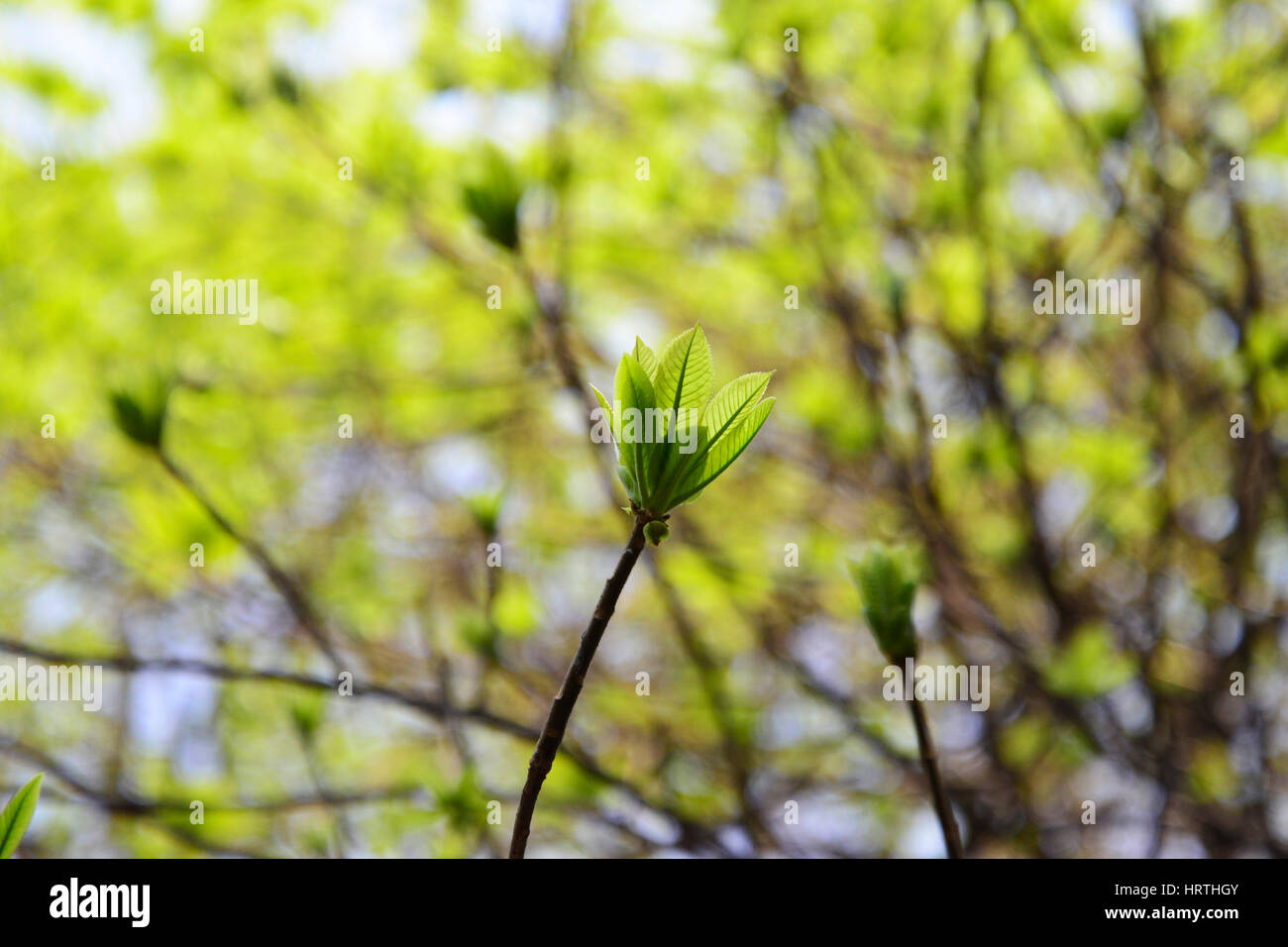 New leaf is grown in tree in the Ramna Park in Dhaka, Bangladesh Stock ...