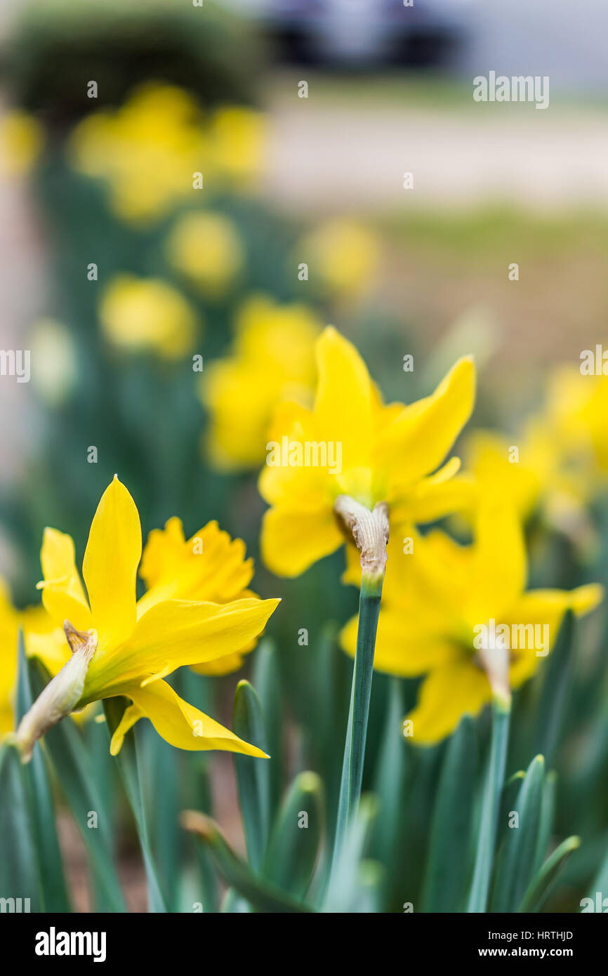 Daffodils from behind hi-res stock photography and images - Alamy