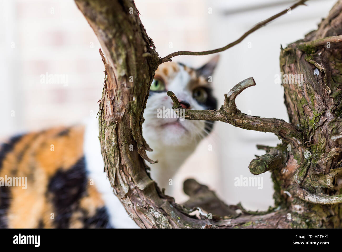 Closeup of calico cat climbing sniffing branches on bush Stock Photo ...