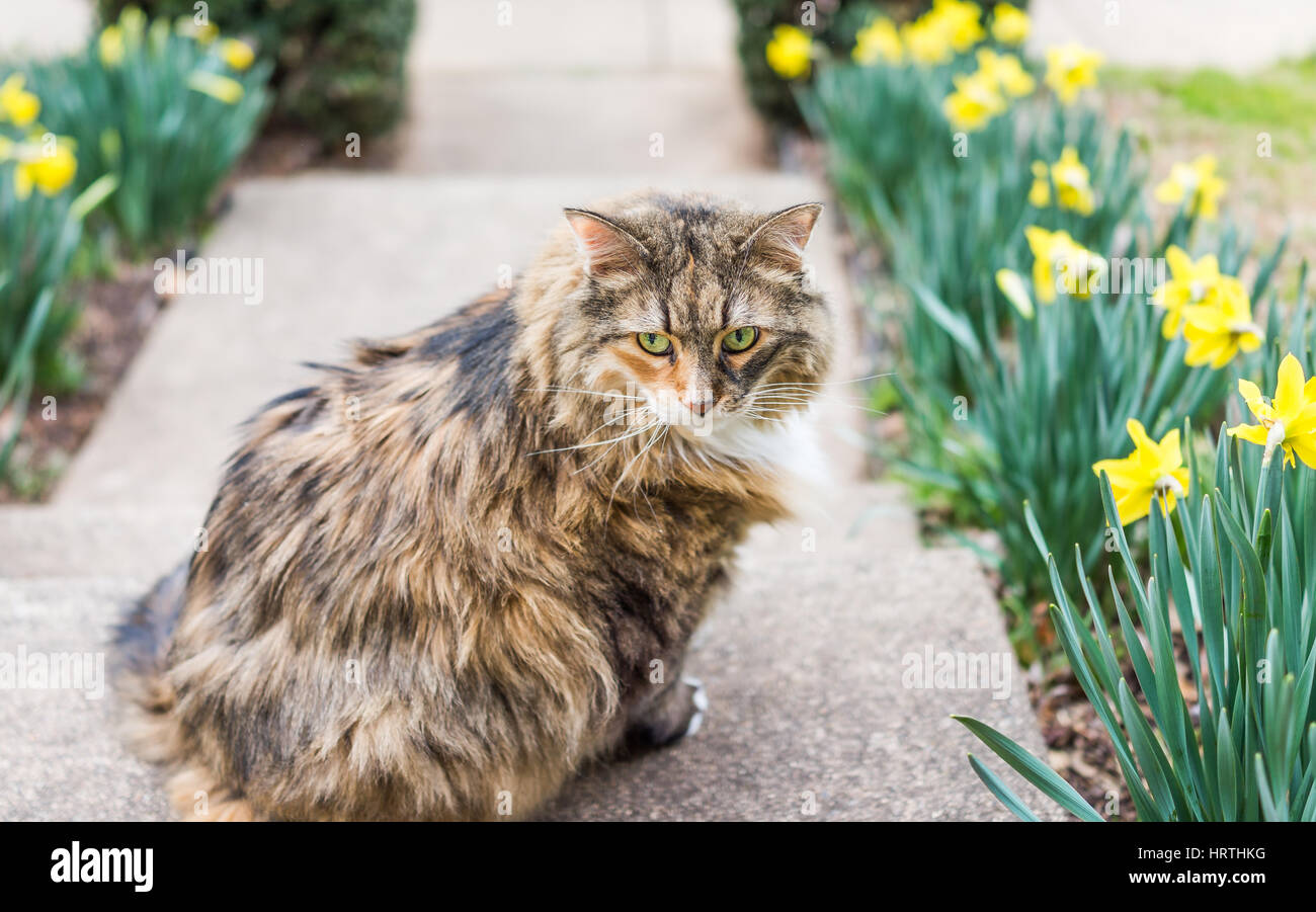 Maine coot cat sitting outside in spring by daffodils by stairs on ...