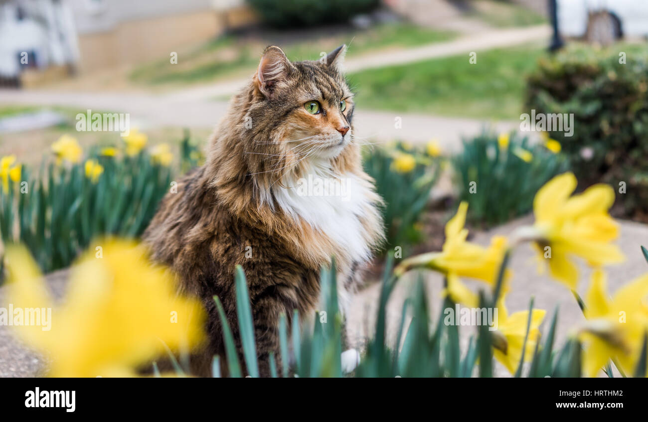 Maine coot cat sitting outside in spring by daffodils by stairs on ...