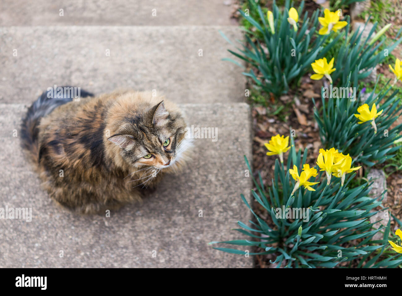Maine coot cat sitting outside in spring by daffodils by stairs on ...