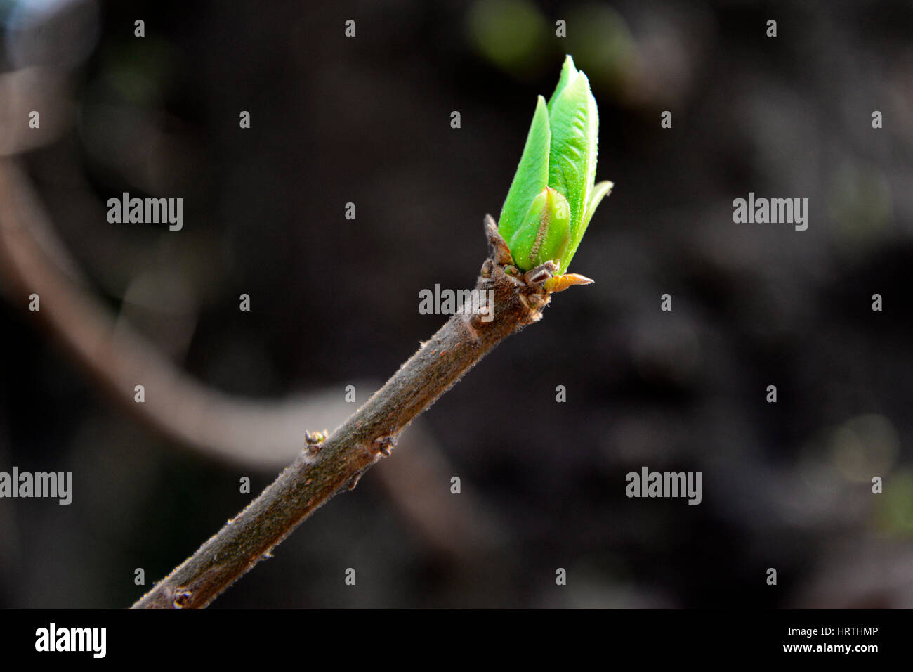 New leaf is grown in tree in the Ramna Park in Dhaka, Bangladesh Stock ...