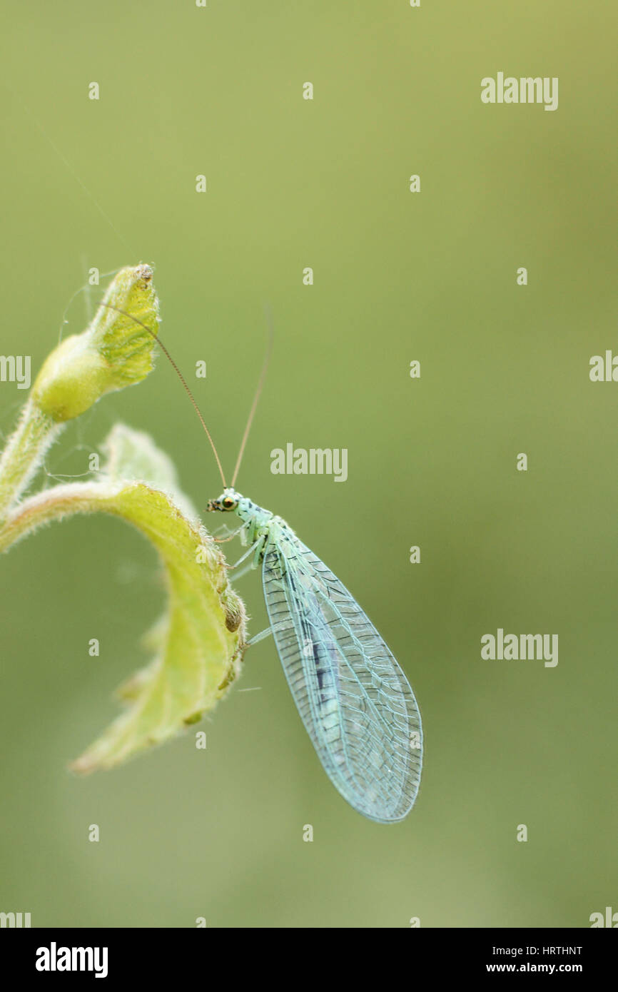 Perla perla perla hi-res stock photography and images - Alamy