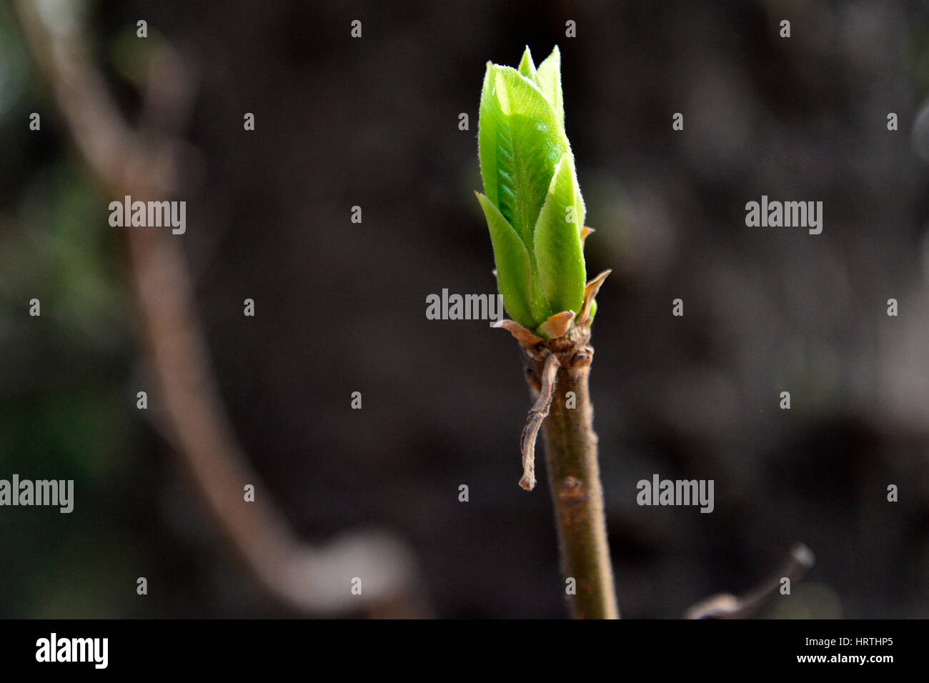 New leaf is grown in tree in the Ramna Park in Dhaka, Bangladesh Stock ...