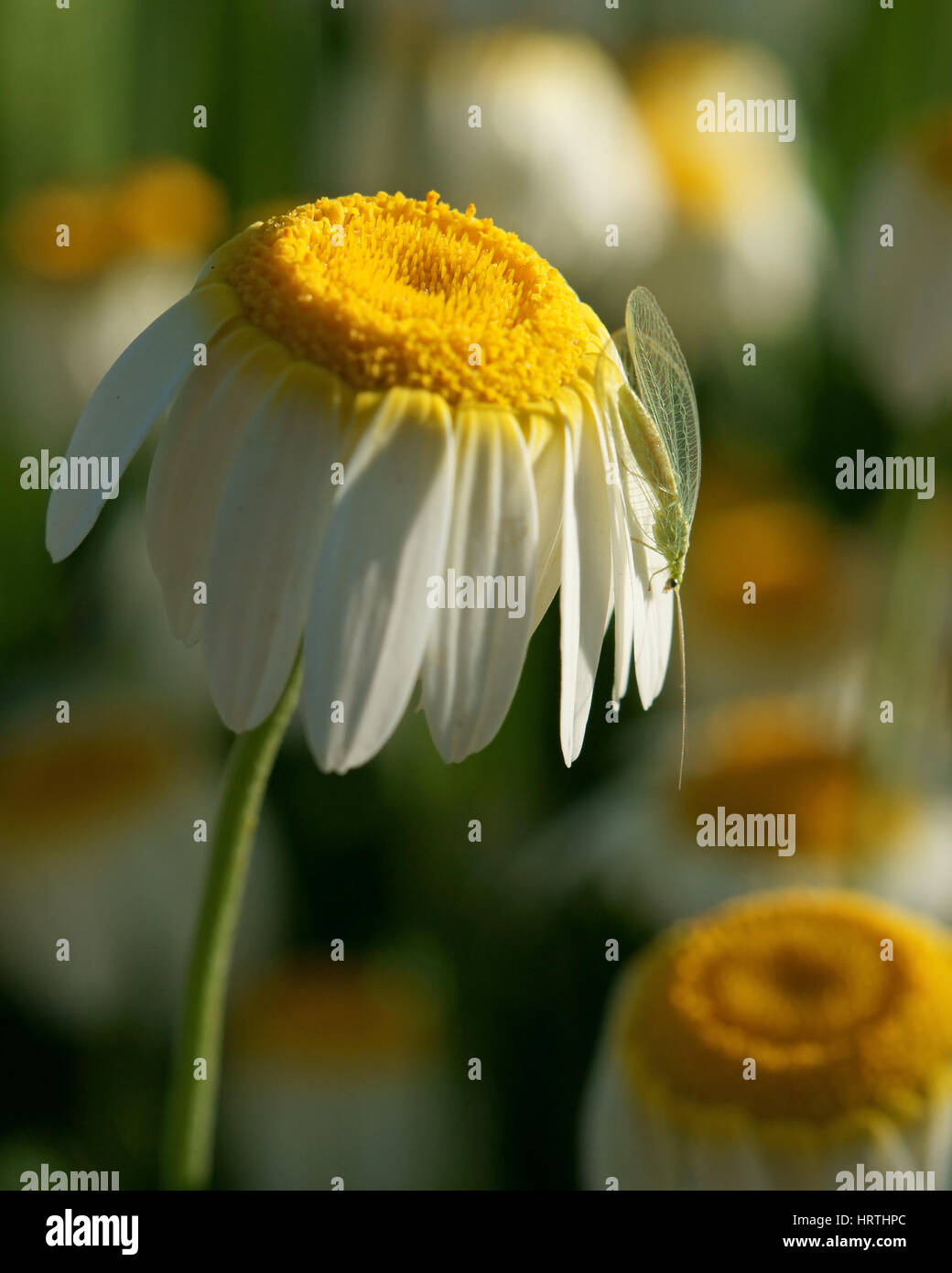 Chrysopa Perla High Resolution Stock Photography and Images - Alamy