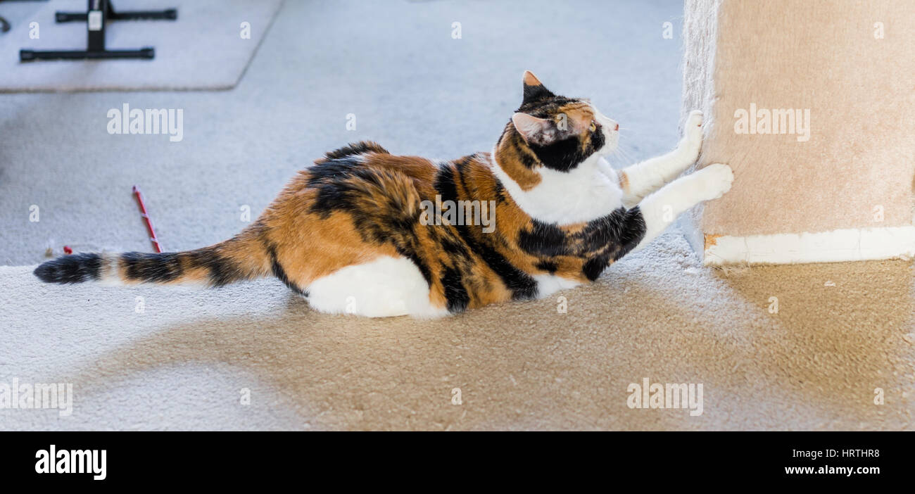 Calico cat scratching nails on scratch post side profile Stock Photo ...