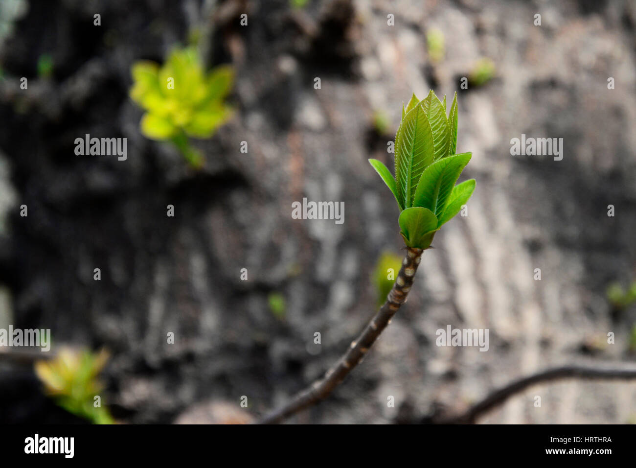 New leaf is grown in tree in the Ramna Park in Dhaka, Bangladesh Stock ...