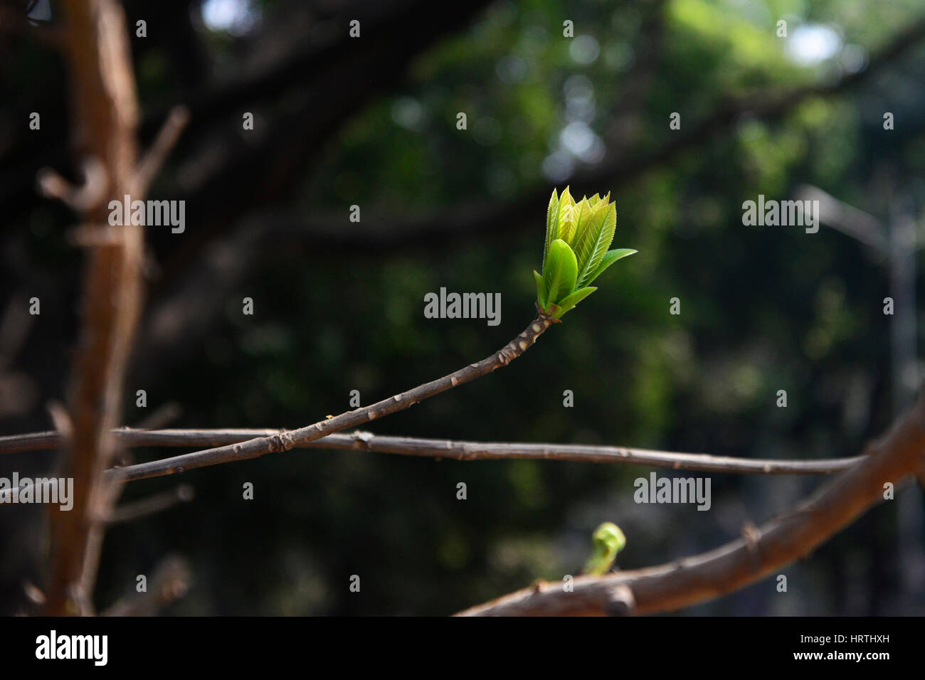 New leaf is grown in tree in the Ramna Park in Dhaka, Bangladesh Stock ...
