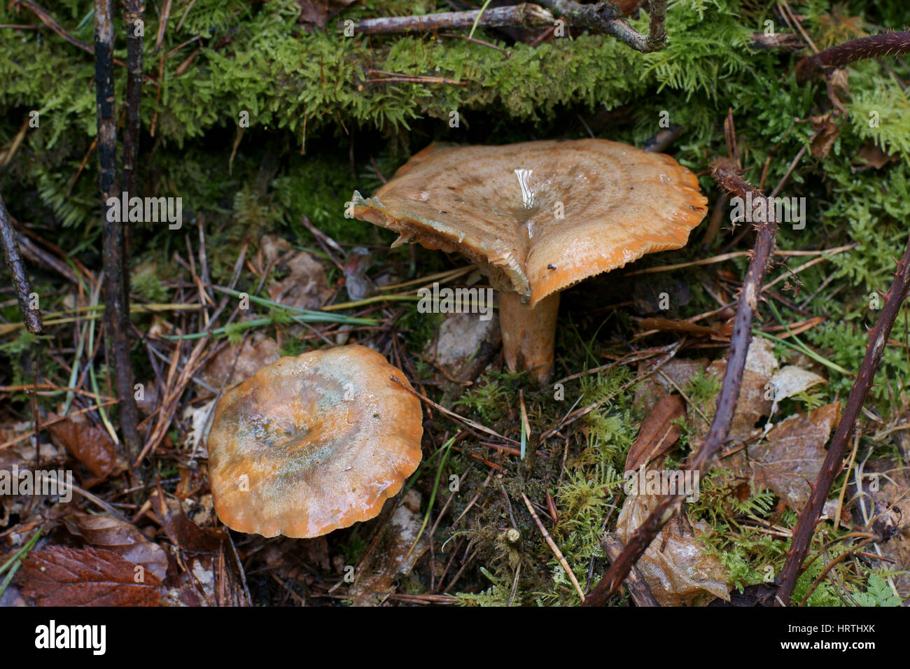 Lactarius Deliciosus Stock Photos & Lactarius Deliciosus Stock Images ...
