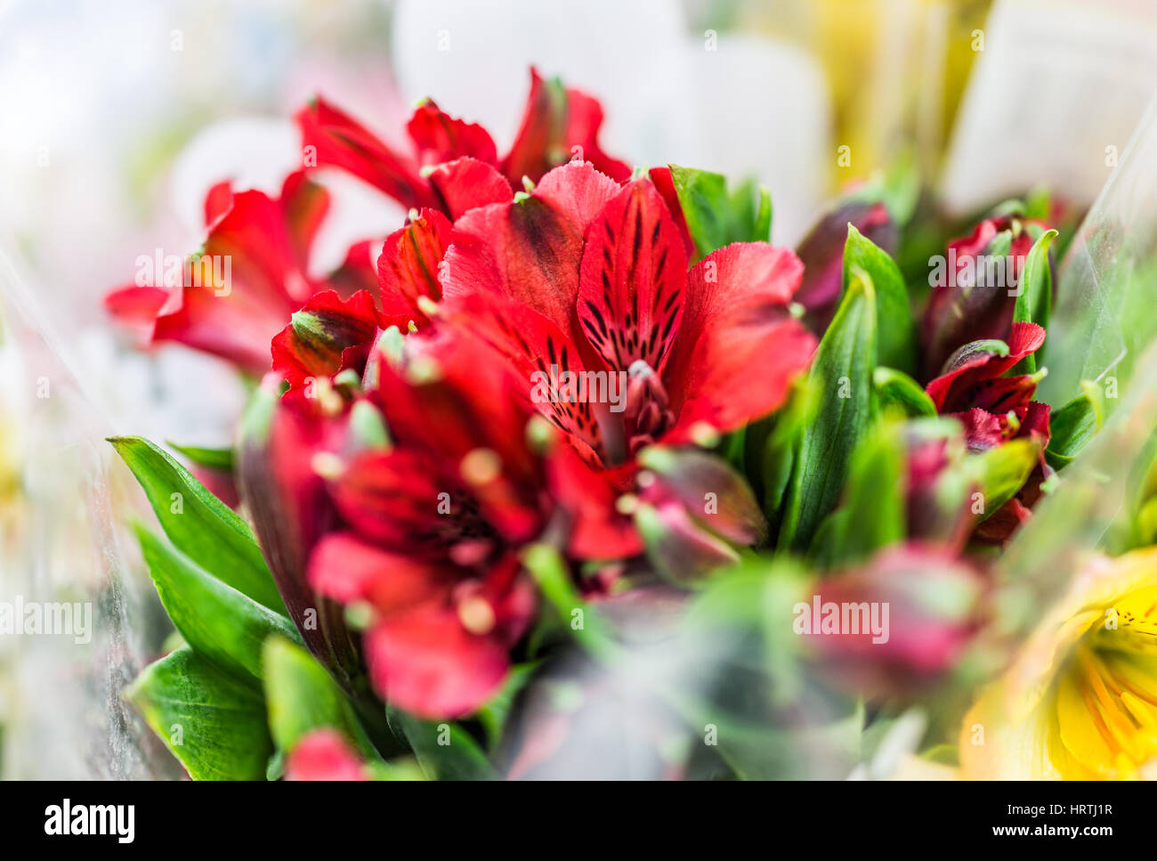 Red alstromeria flower bouquet macro closeup Stock Photo - Alamy