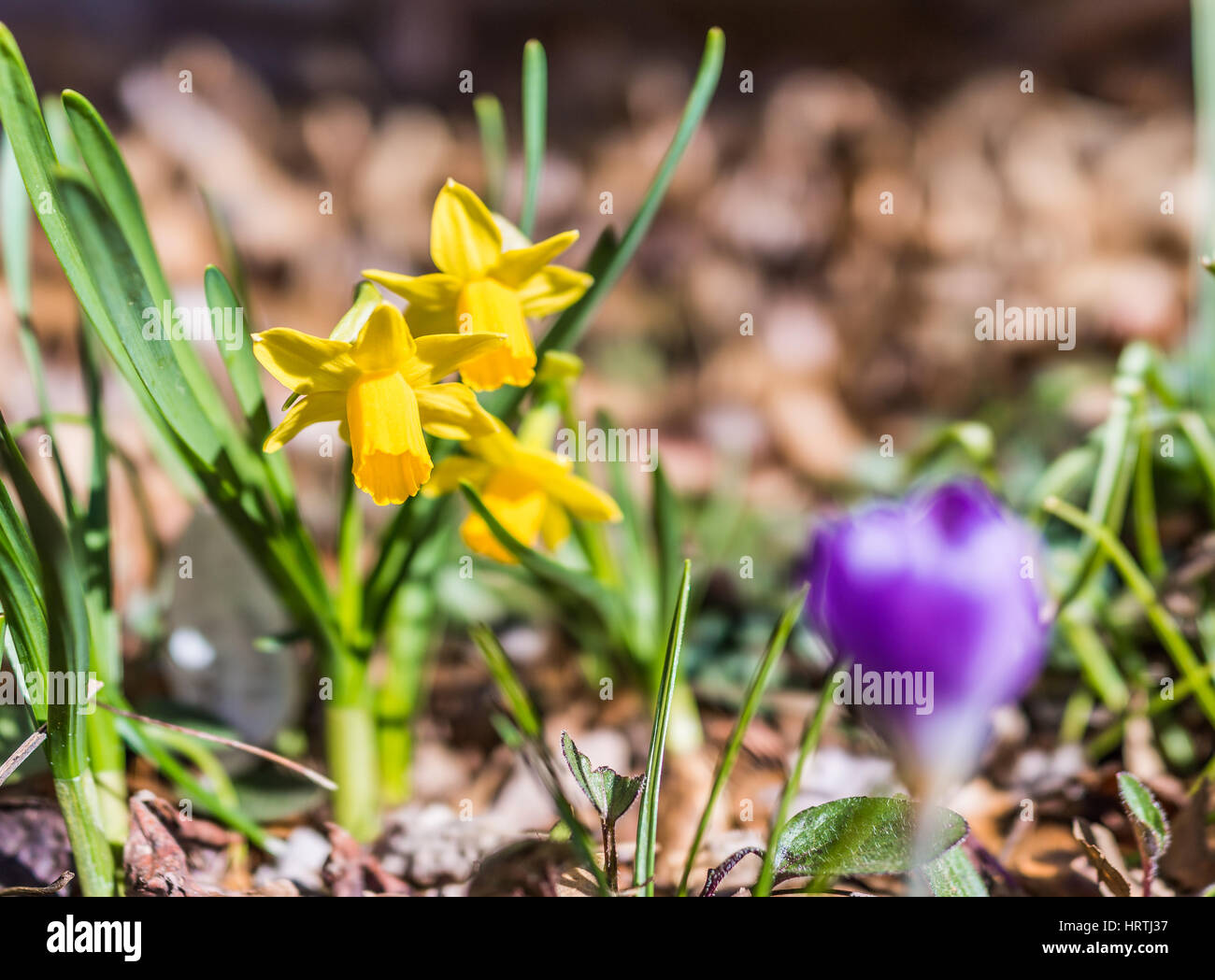 Miniature daffodils, Narcissus asturiensis, and crocus Stock Photo - Alamy
