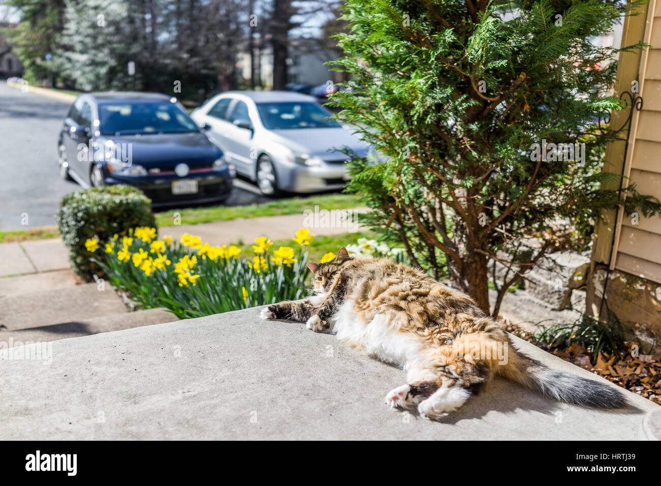 Maine coot cat lying outside in spring by daffodils by stairs on porch ...
