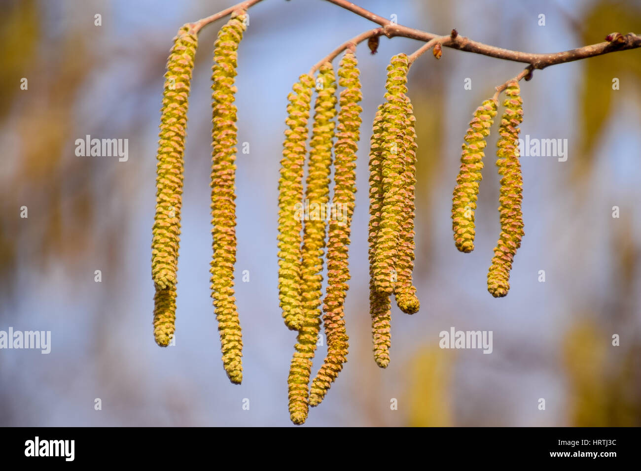 Pollination by bees earrings hazelnut. Flowering hazel hazelnut. Hazel ...