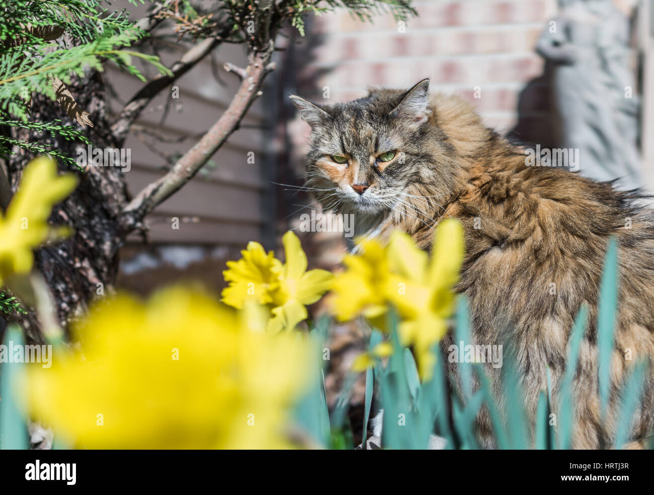 Maine coot cat sitting outside in spring by daffodils Stock Photo - Alamy