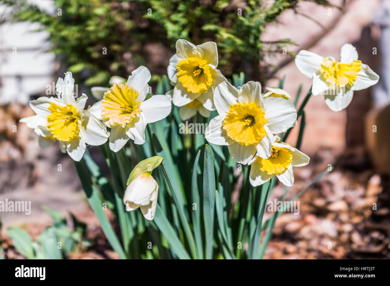 Many open white and yellow daffodil flowers Stock Photo - Alamy