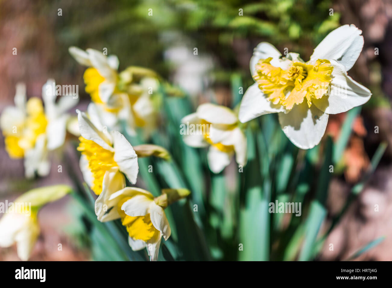 Many open white and yellow daffodil flowers Stock Photo - Alamy