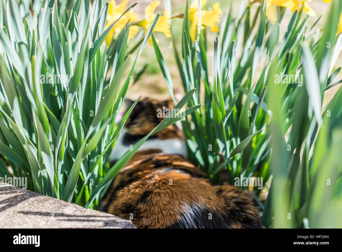 Cat behind flowers hi-res stock photography and images - Alamy
