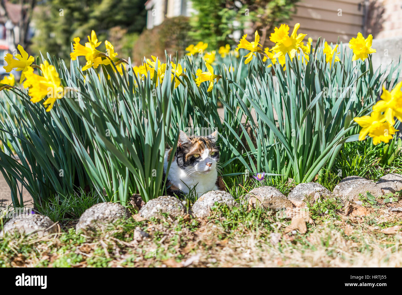 Hiding hunting hi-res stock photography and images - Alamy