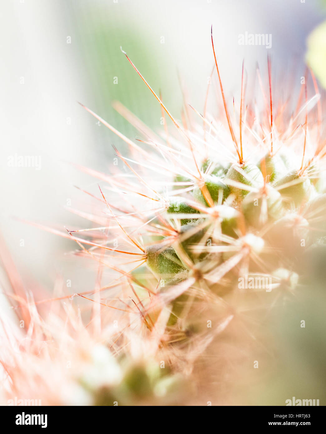 Long spikes cactus hi-res stock photography and images - Alamy