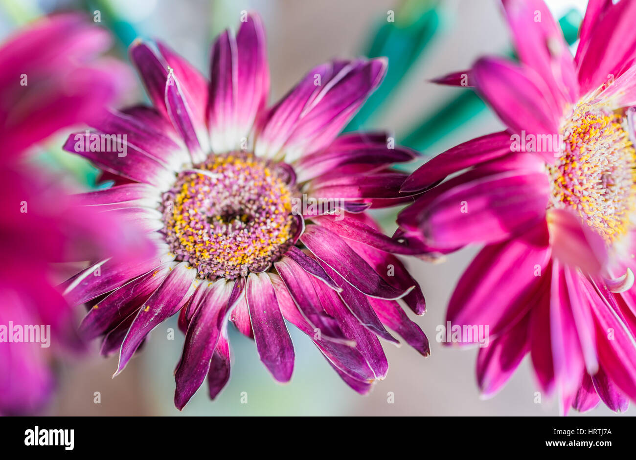 Purple gerbera daisies hi-res stock photography and images - Alamy