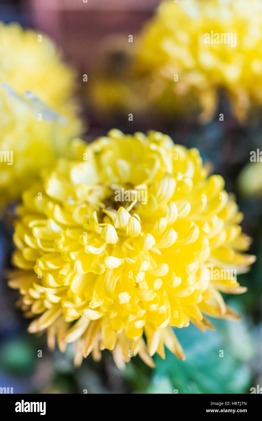White chrysanthemums big yellow flowers hi-res stock photography and ...