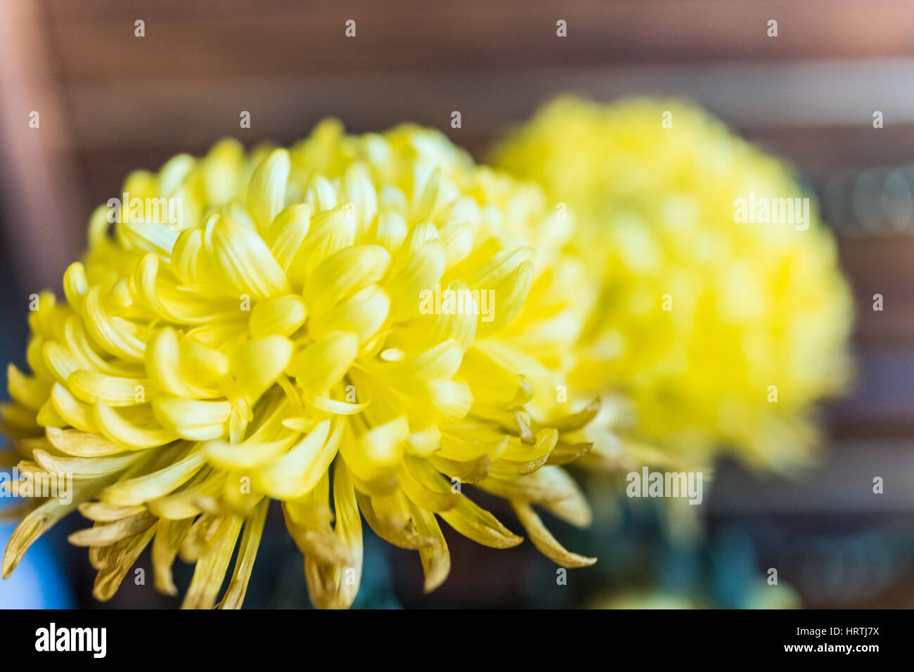 White chrysanthemums big yellow flowers hi-res stock photography and ...