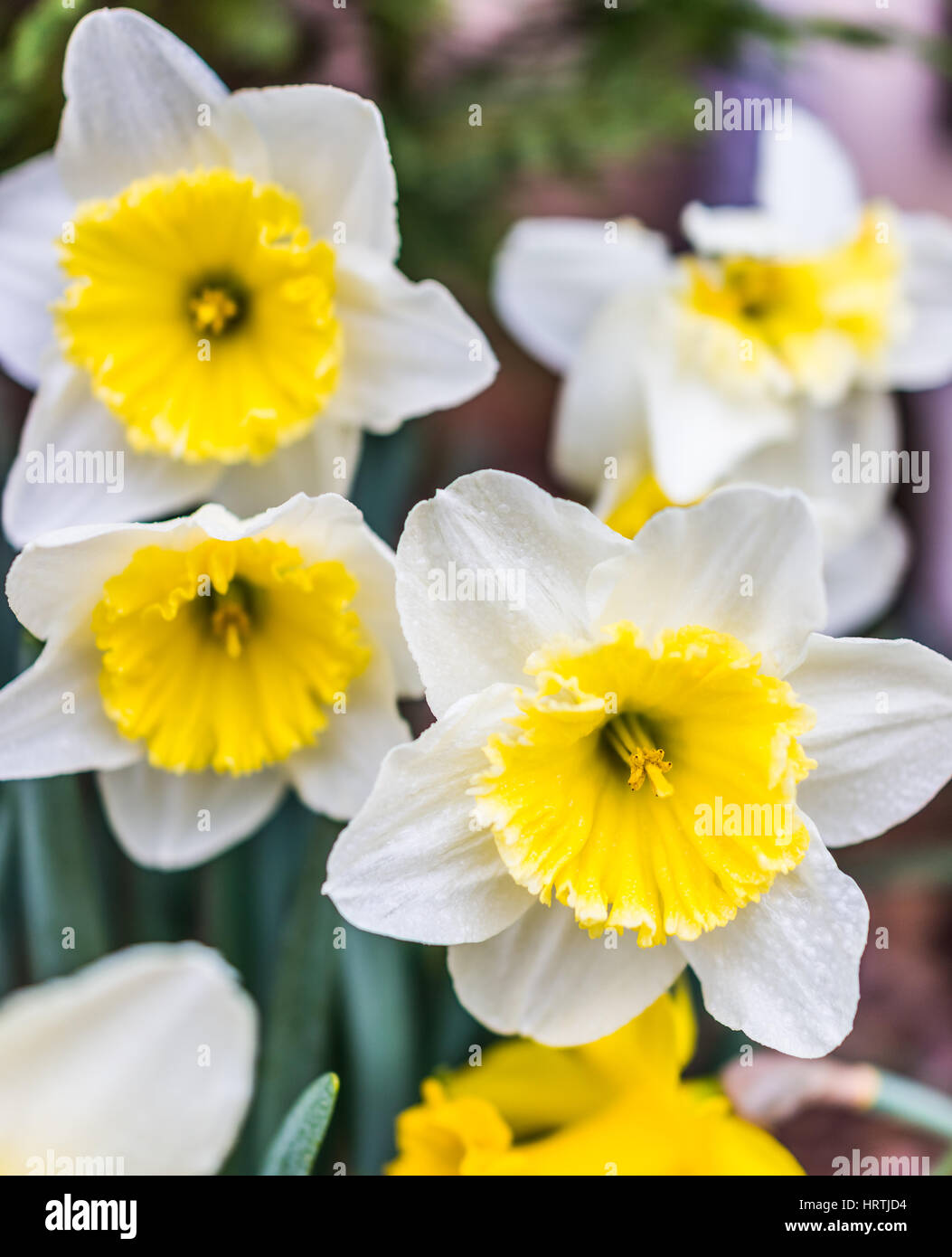 Many open white and yellow daffodil flowers with water drops Stock ...