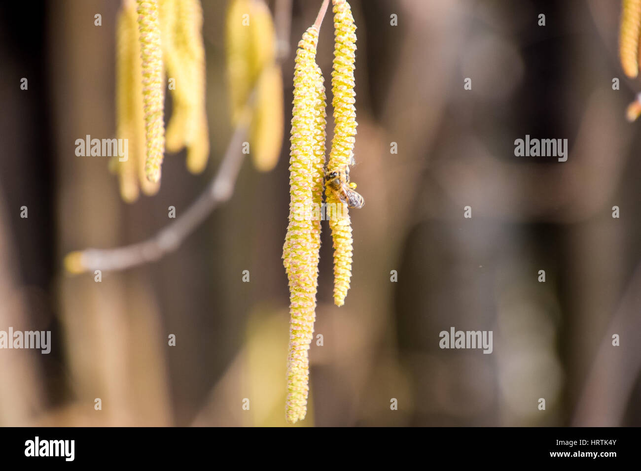 Pollination by bees earrings hazelnut. Flowering hazel hazelnut. Hazel ...