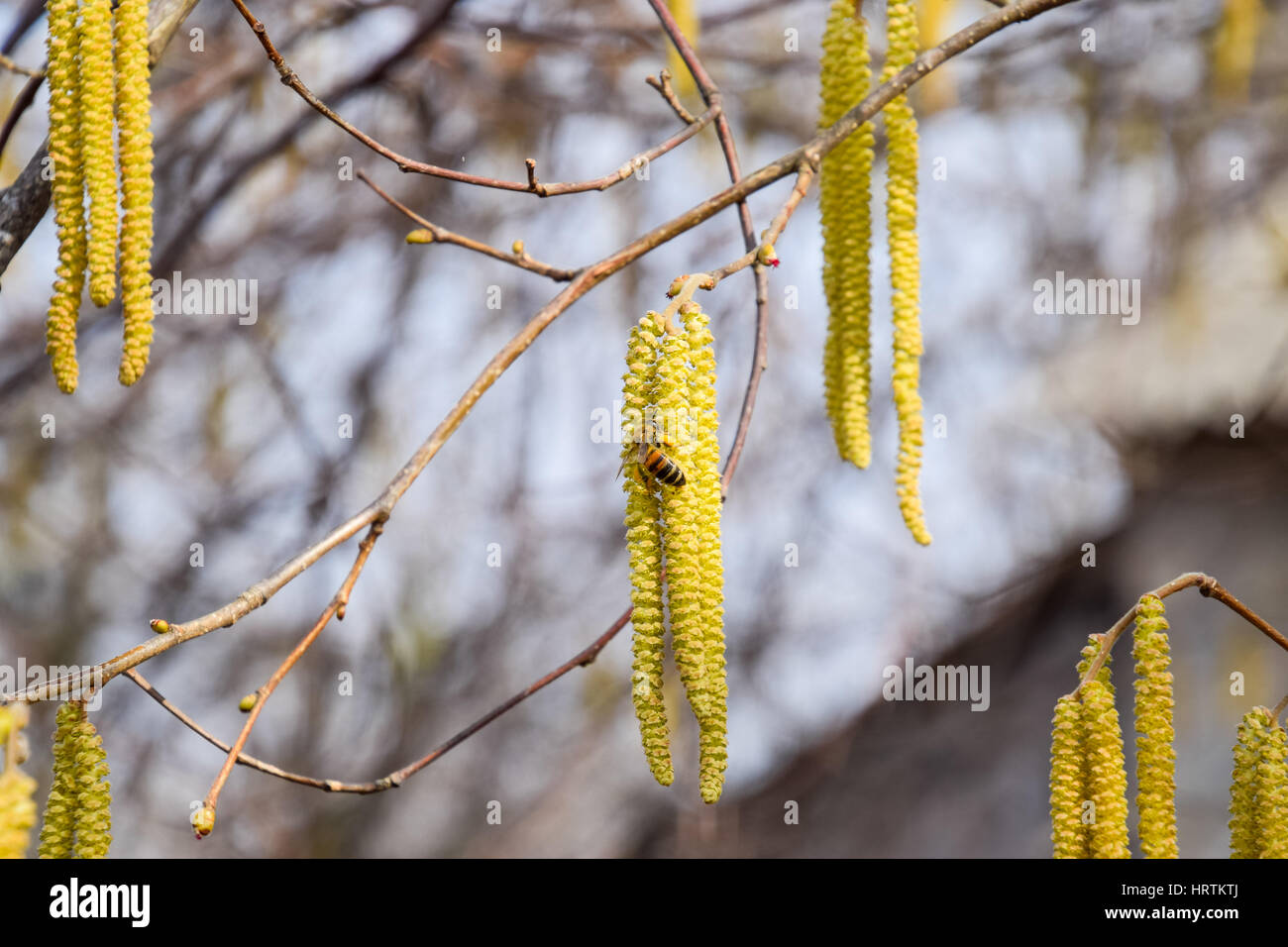 Pollination by bees earrings hazelnut. Flowering hazel hazelnut. Hazel ...