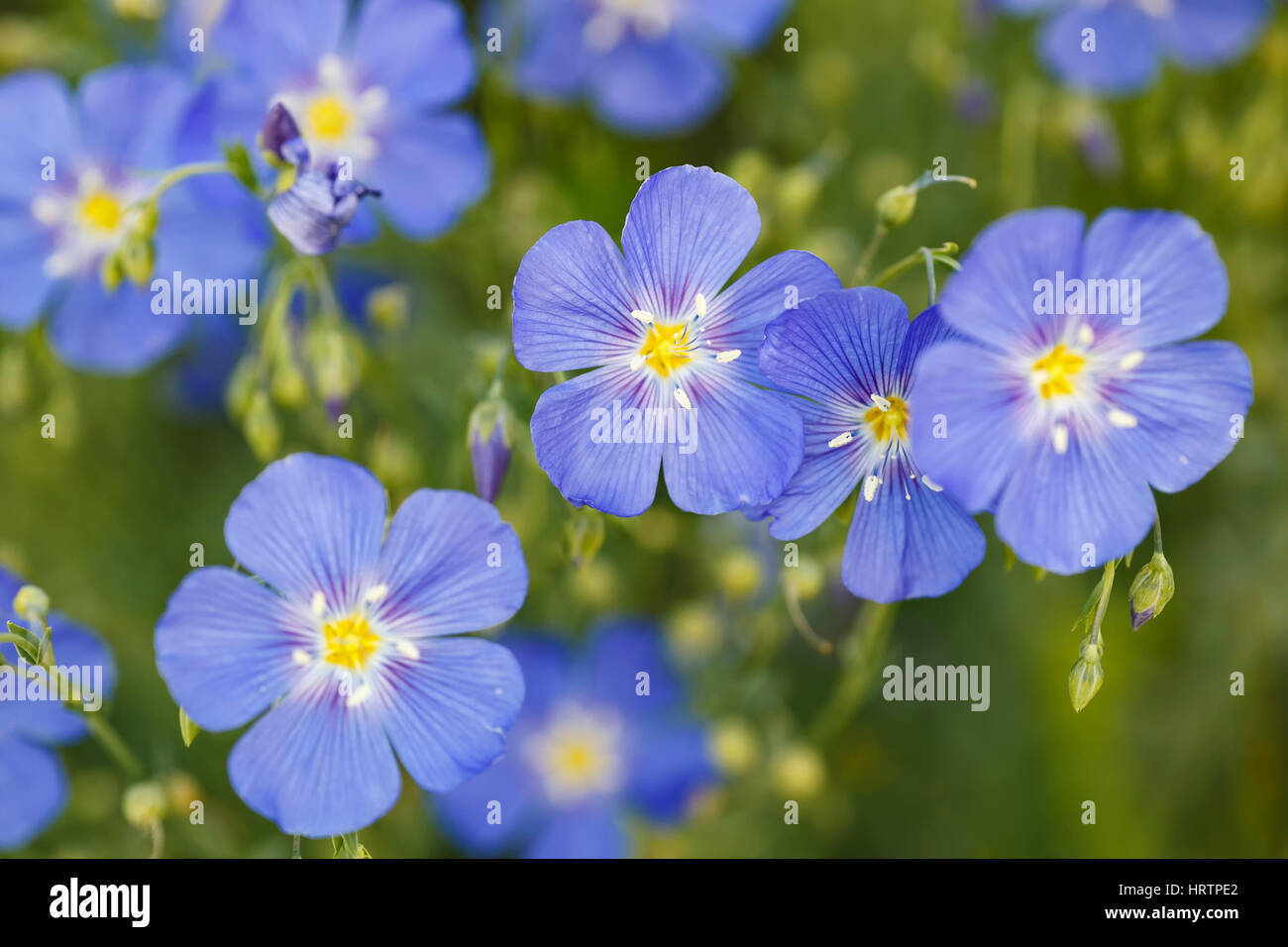 Adenolinim lewsii hi-res stock photography and images - Alamy