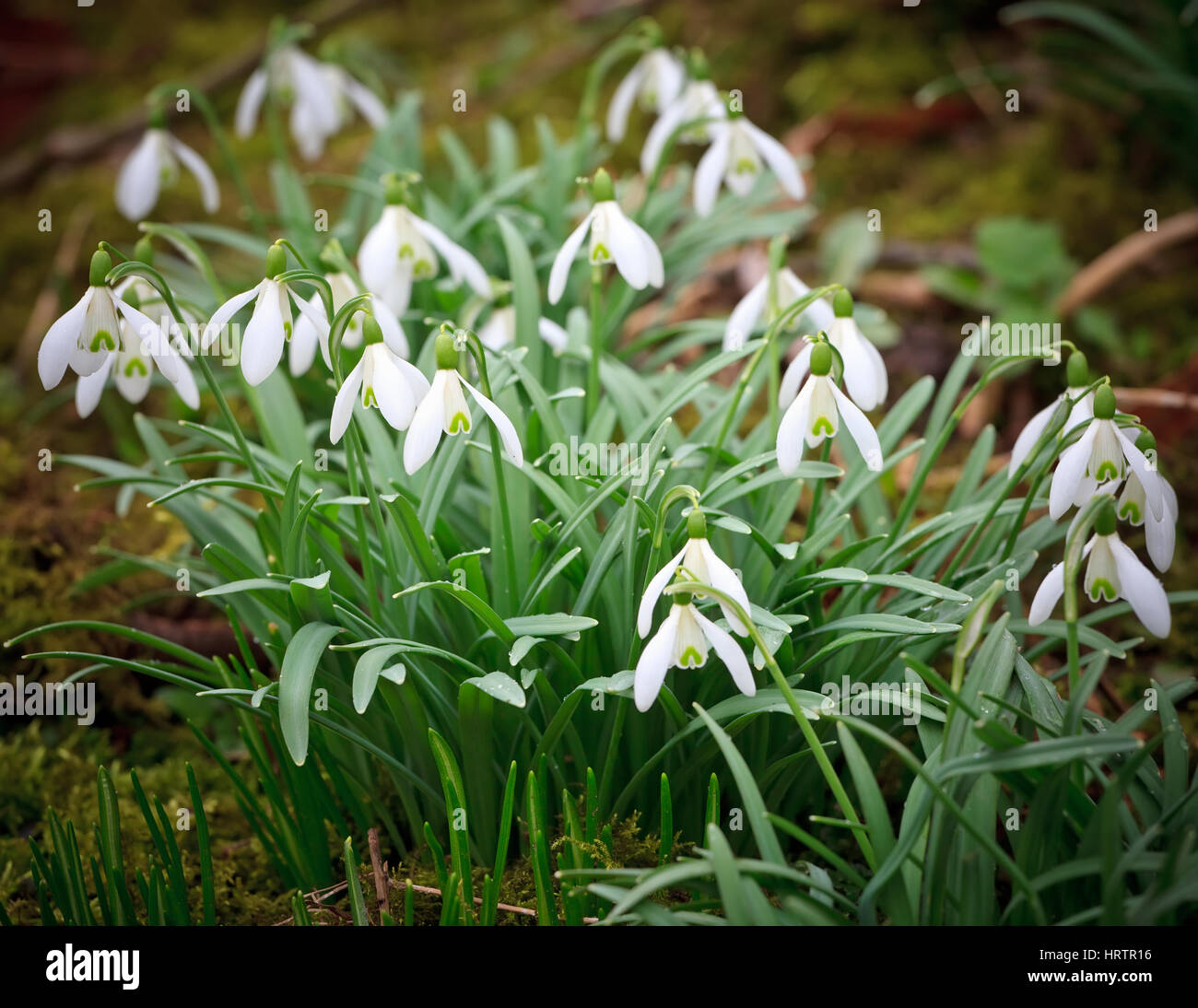 Forest wild flowers in hi-res stock photography and images - Alamy