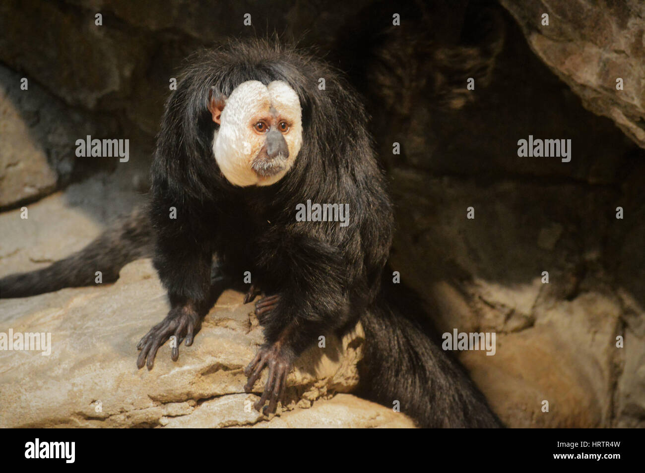 Male Saki Monkey Stock Photo - Alamy