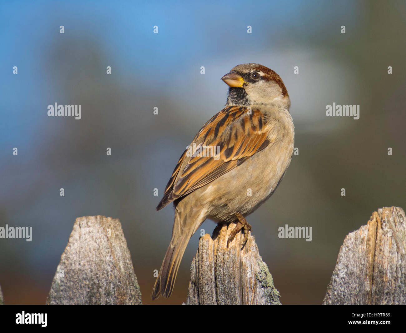 Cute little Sparrow bird Stock Photo - Alamy