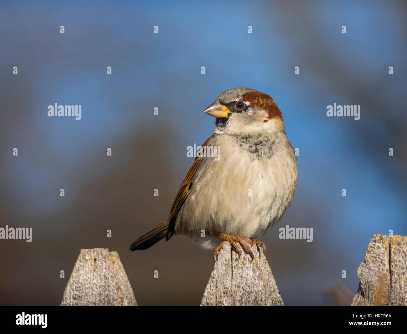 Cute little Sparrow bird Stock Photo - Alamy
