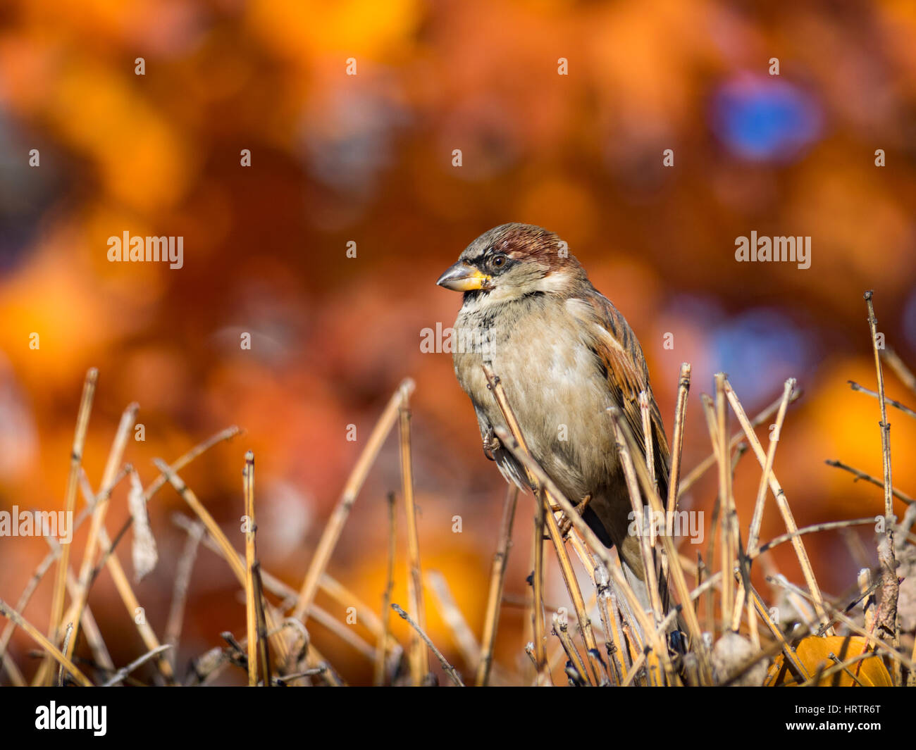Cute little Sparrow bird Stock Photo - Alamy