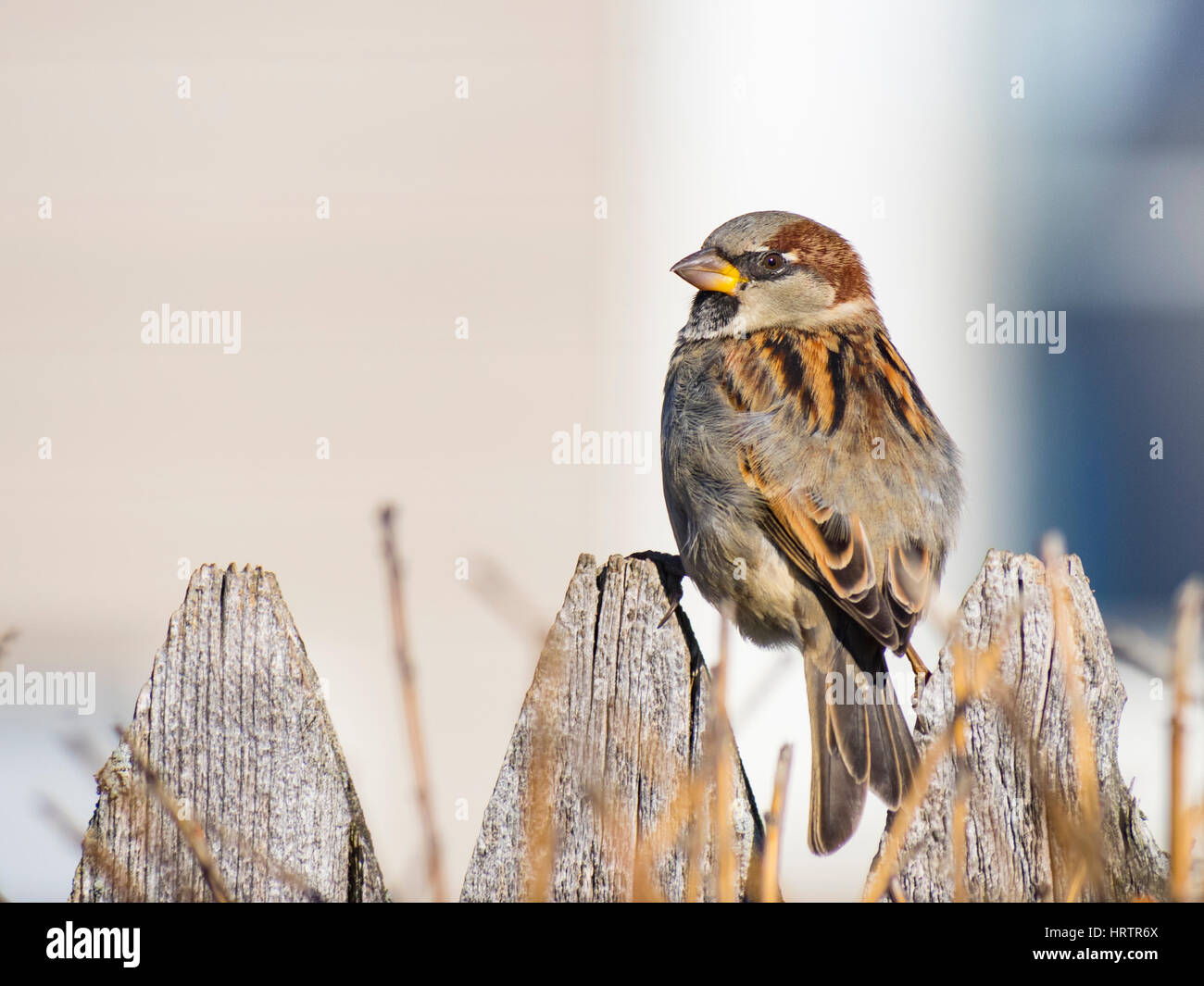 Cute little Sparrow bird Stock Photo - Alamy