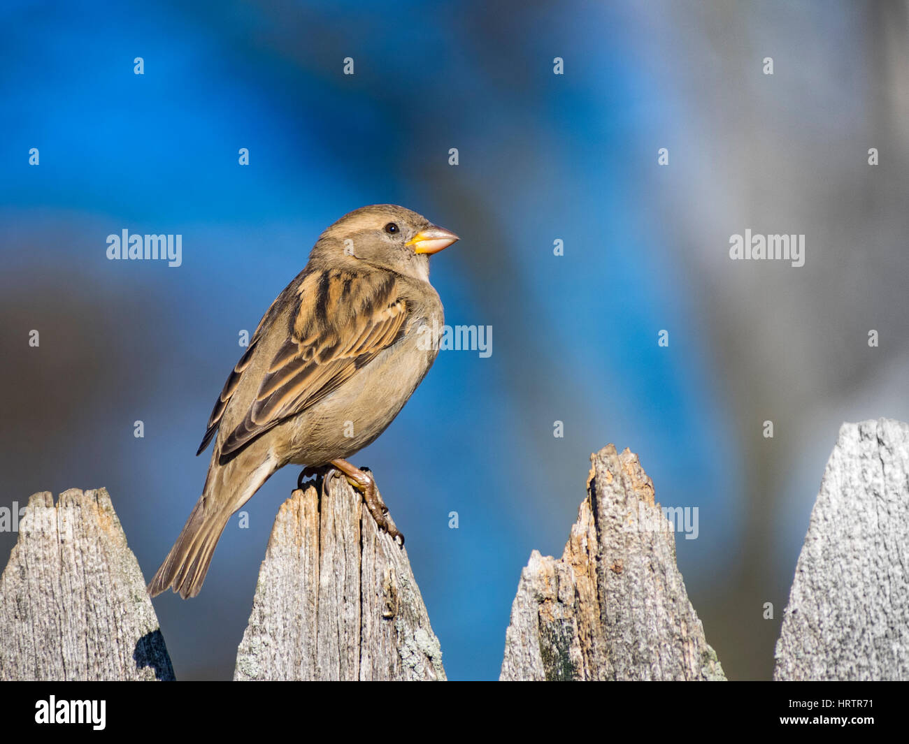 Cute little Sparrow bird Stock Photo - Alamy