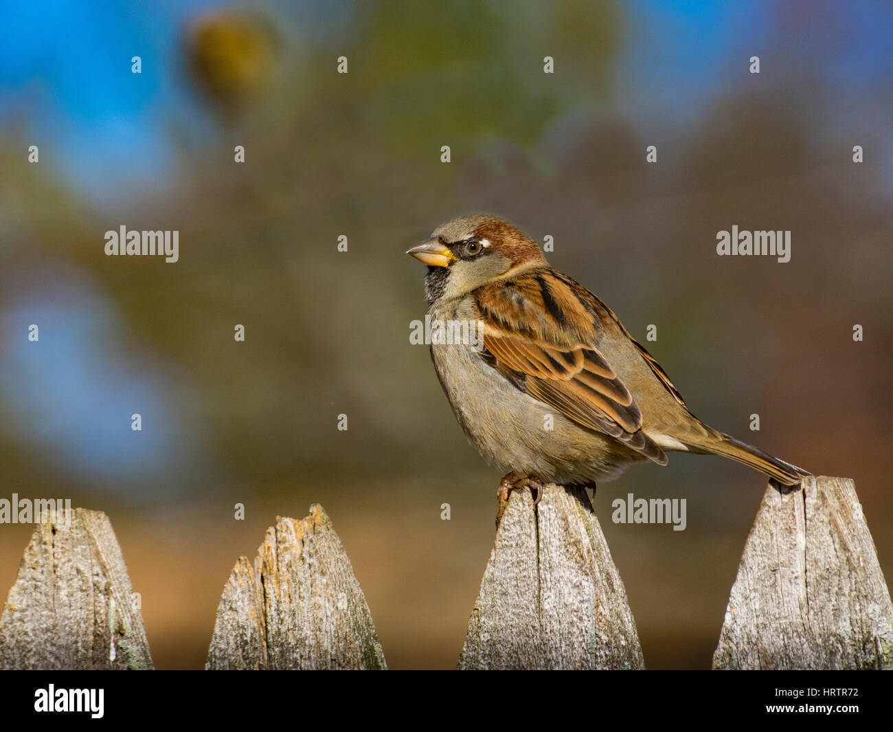 Cute little Sparrow bird Stock Photo - Alamy