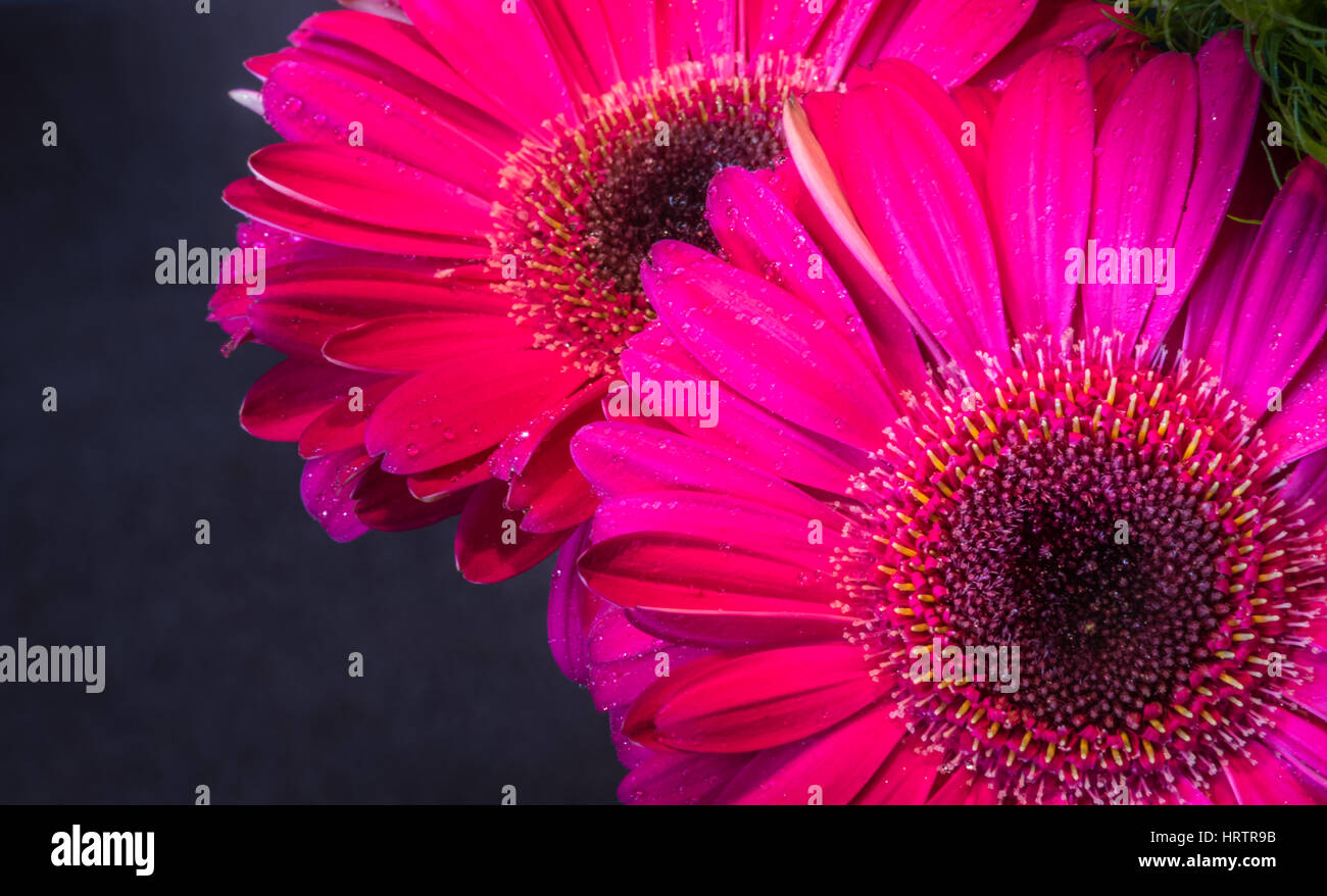 Two pink gerbera daisies hi-res stock photography and images - Alamy
