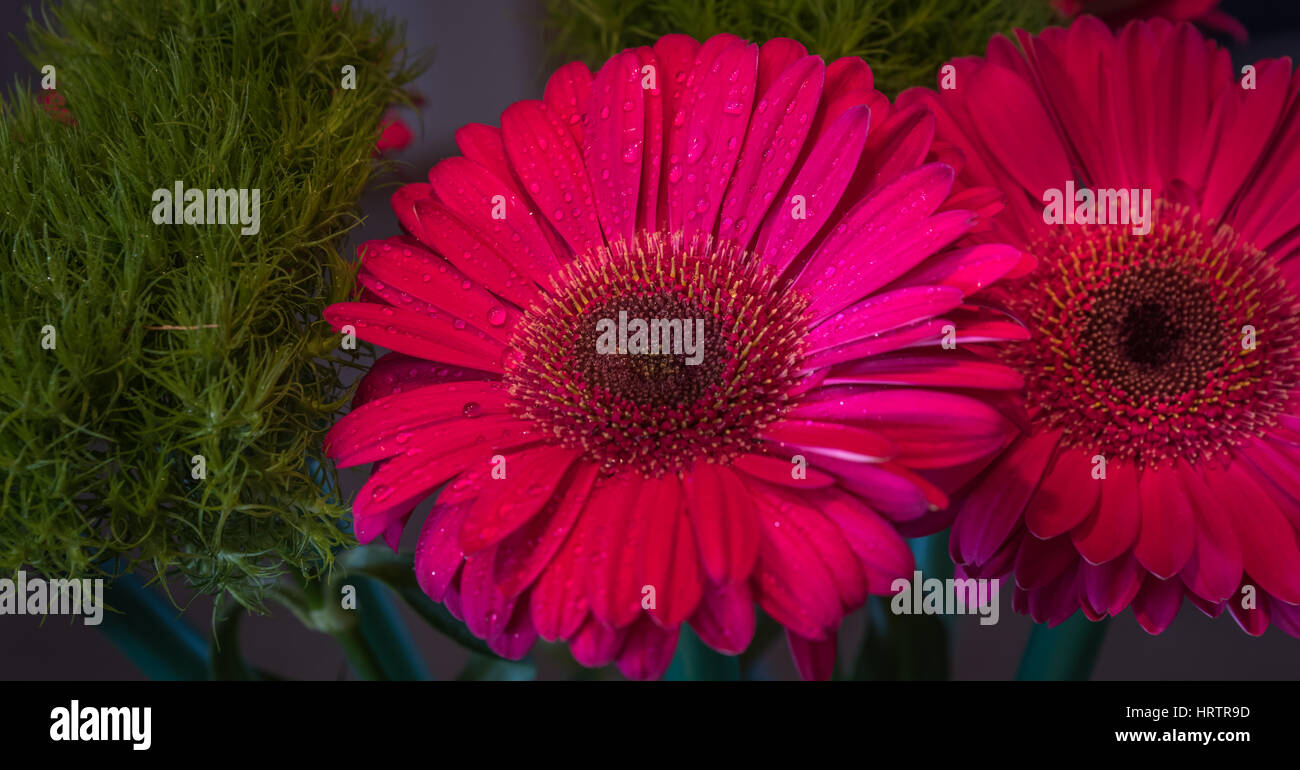 Two pink gerbera daisies hi-res stock photography and images - Alamy