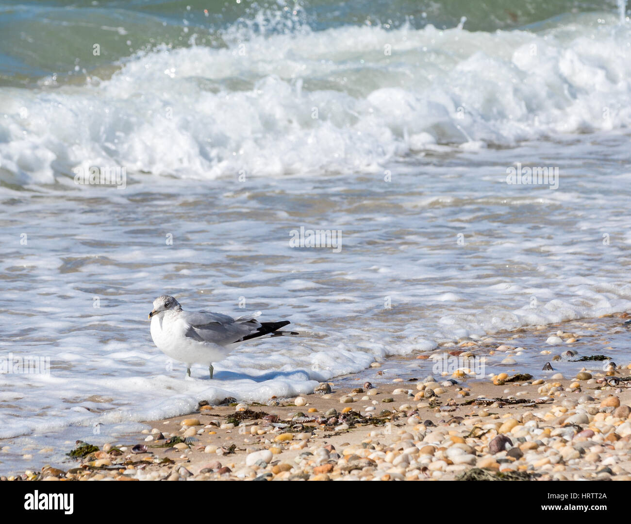 Seagull standing in water hi-res stock photography and images - Alamy