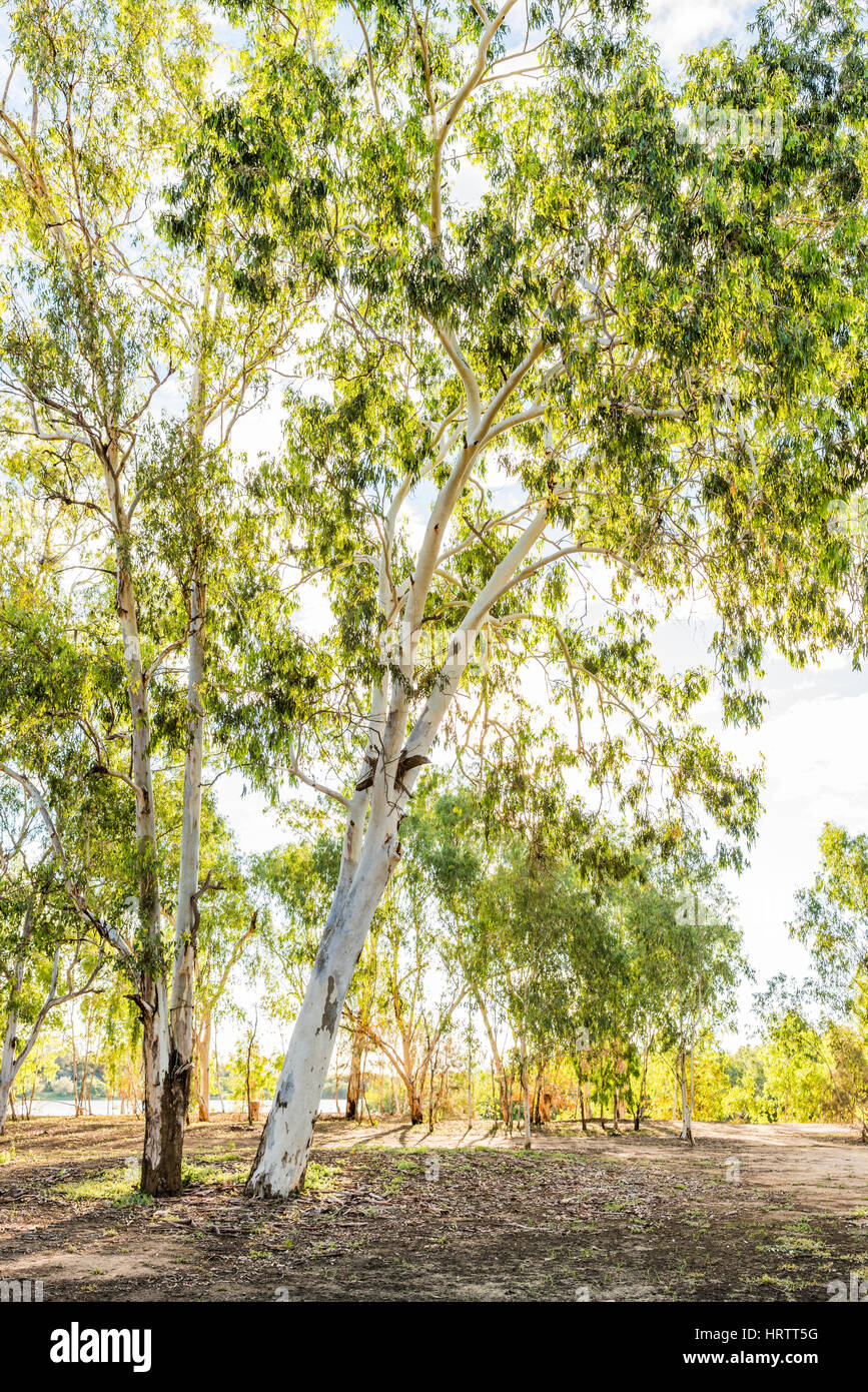 Eucalyptus tree queensland australia hi-res stock photography and ...