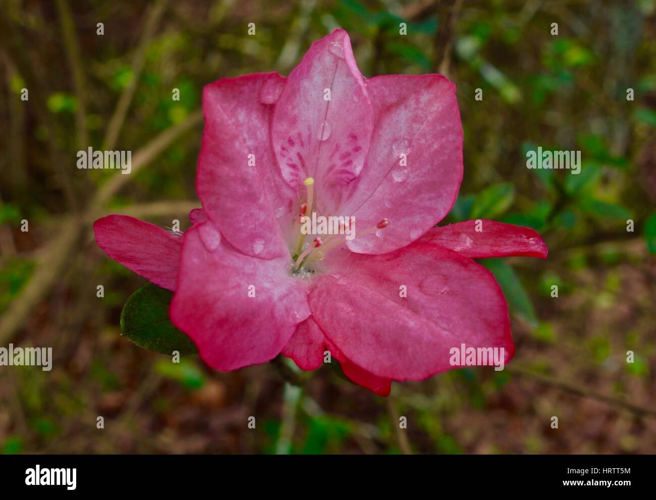 Red azalea flower hi-res stock photography and images - Alamy