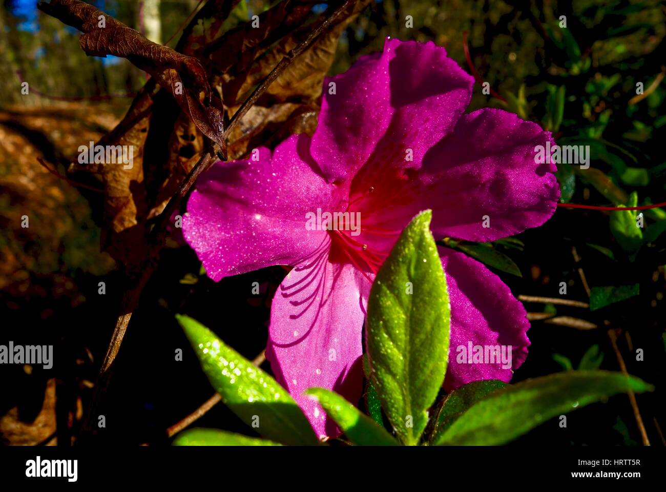 Red azalea flower hi-res stock photography and images - Alamy
