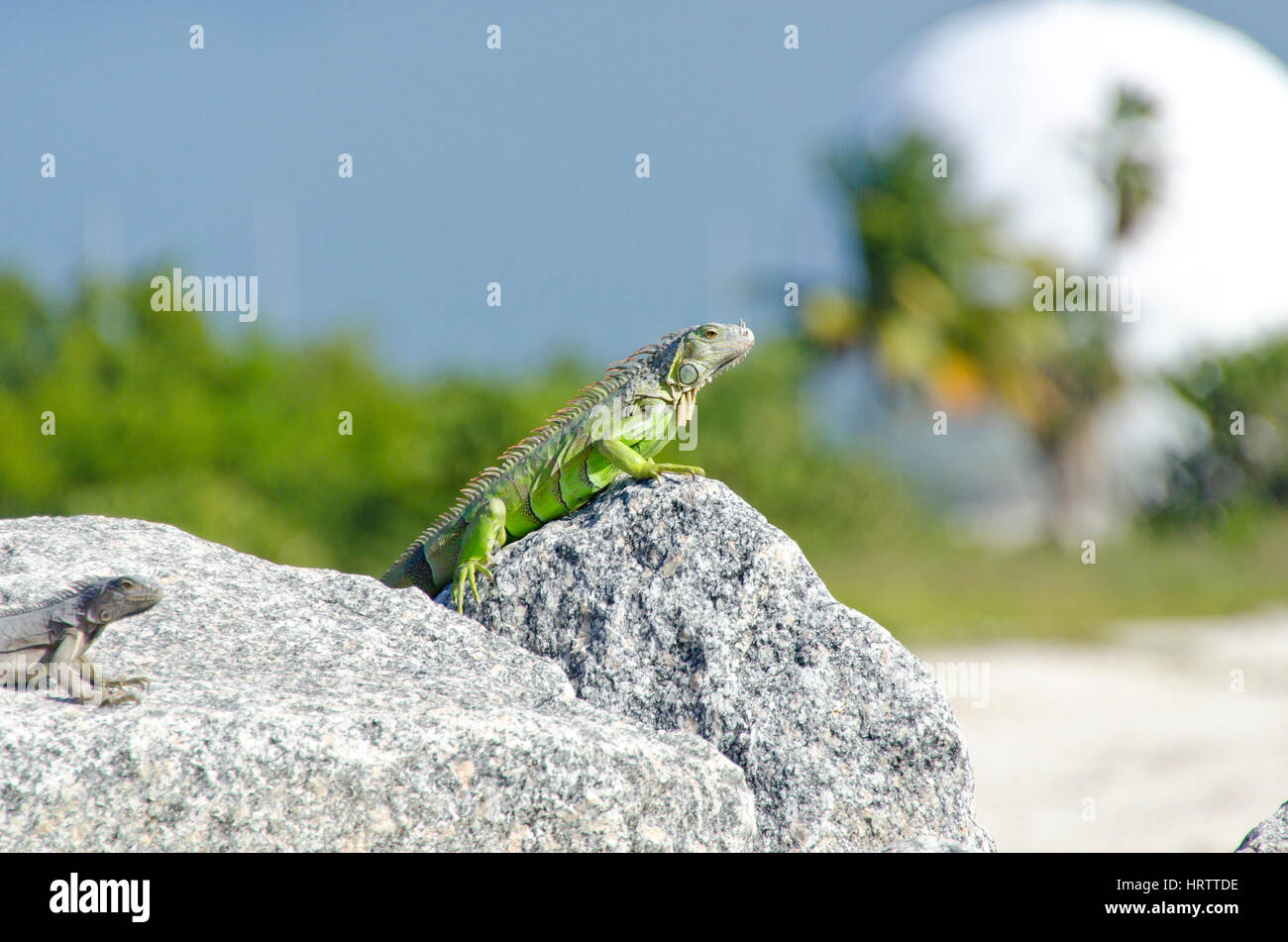 Lizard in Key West Florida Stock Photo - Alamy