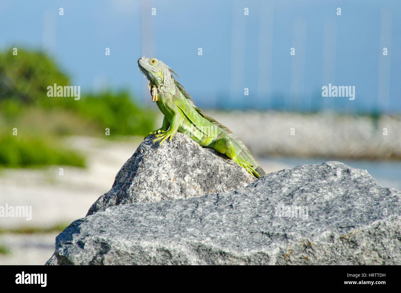 Lizard in Key West Florida Stock Photo - Alamy